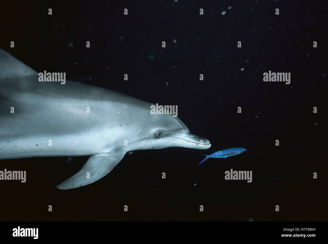 Atlantic Spotted Dolphin (Stenella frontalis) chasing fish, Little ...
