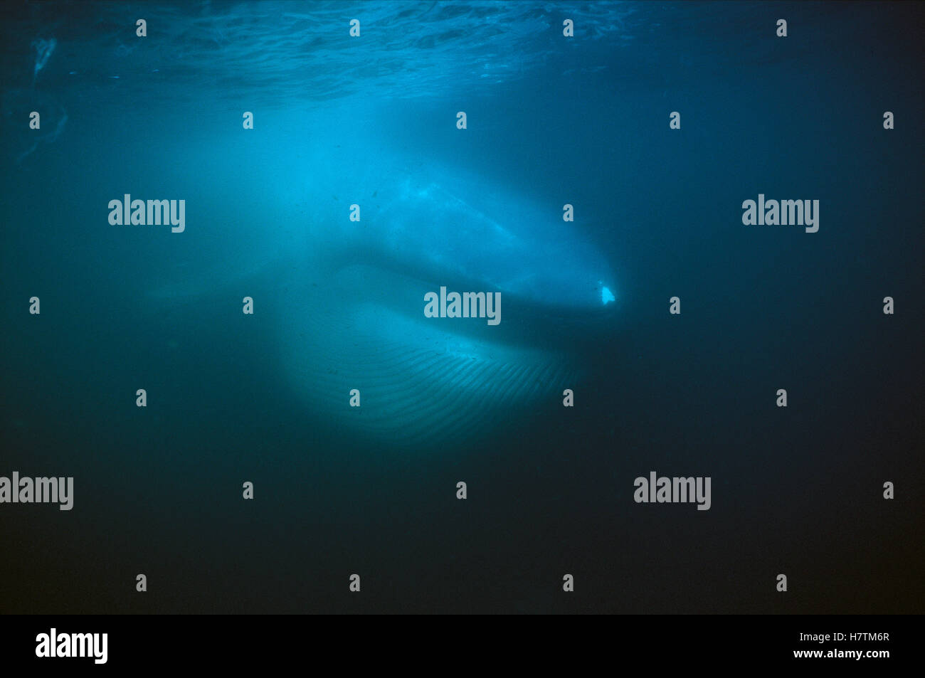 Blue Whale (Balaenoptera musculus) filter feeding, pleated throat ...