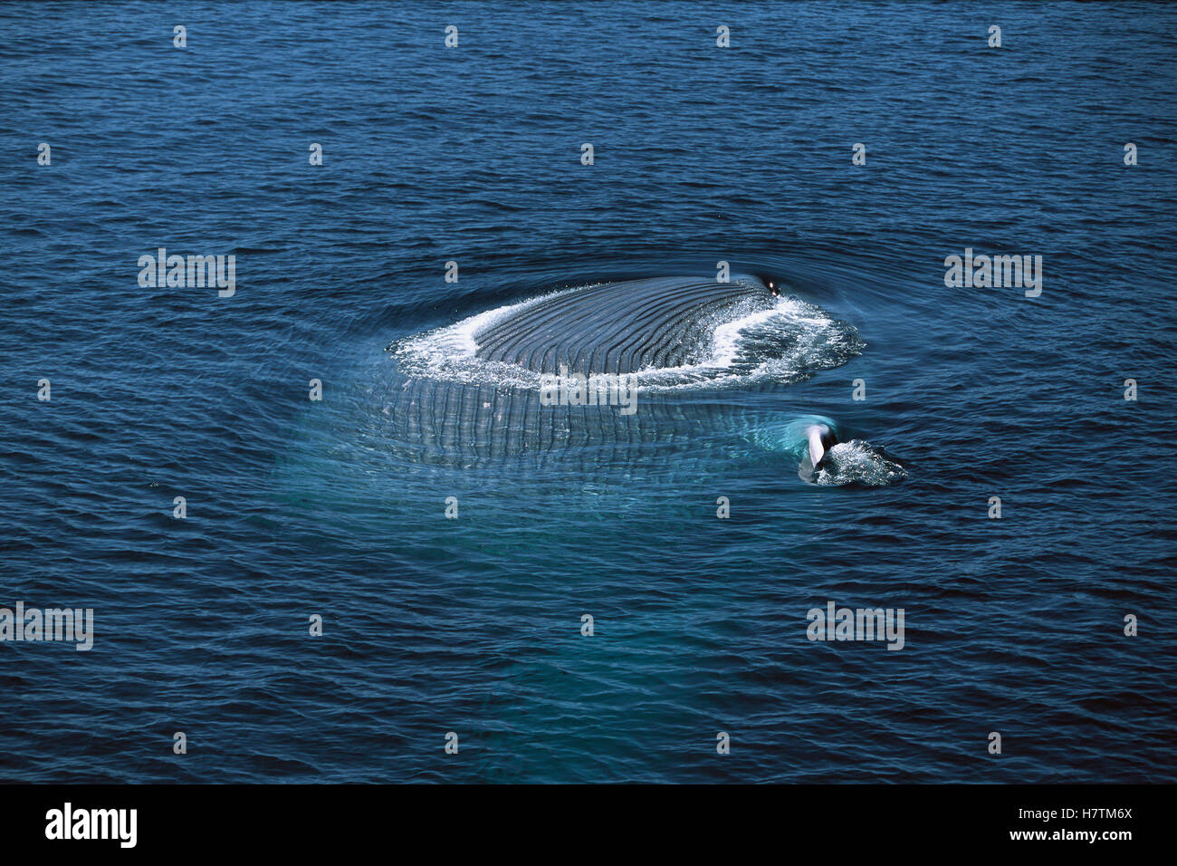 Blue Whale (Balaenoptera musculus) filter feeding, showing underside of ...