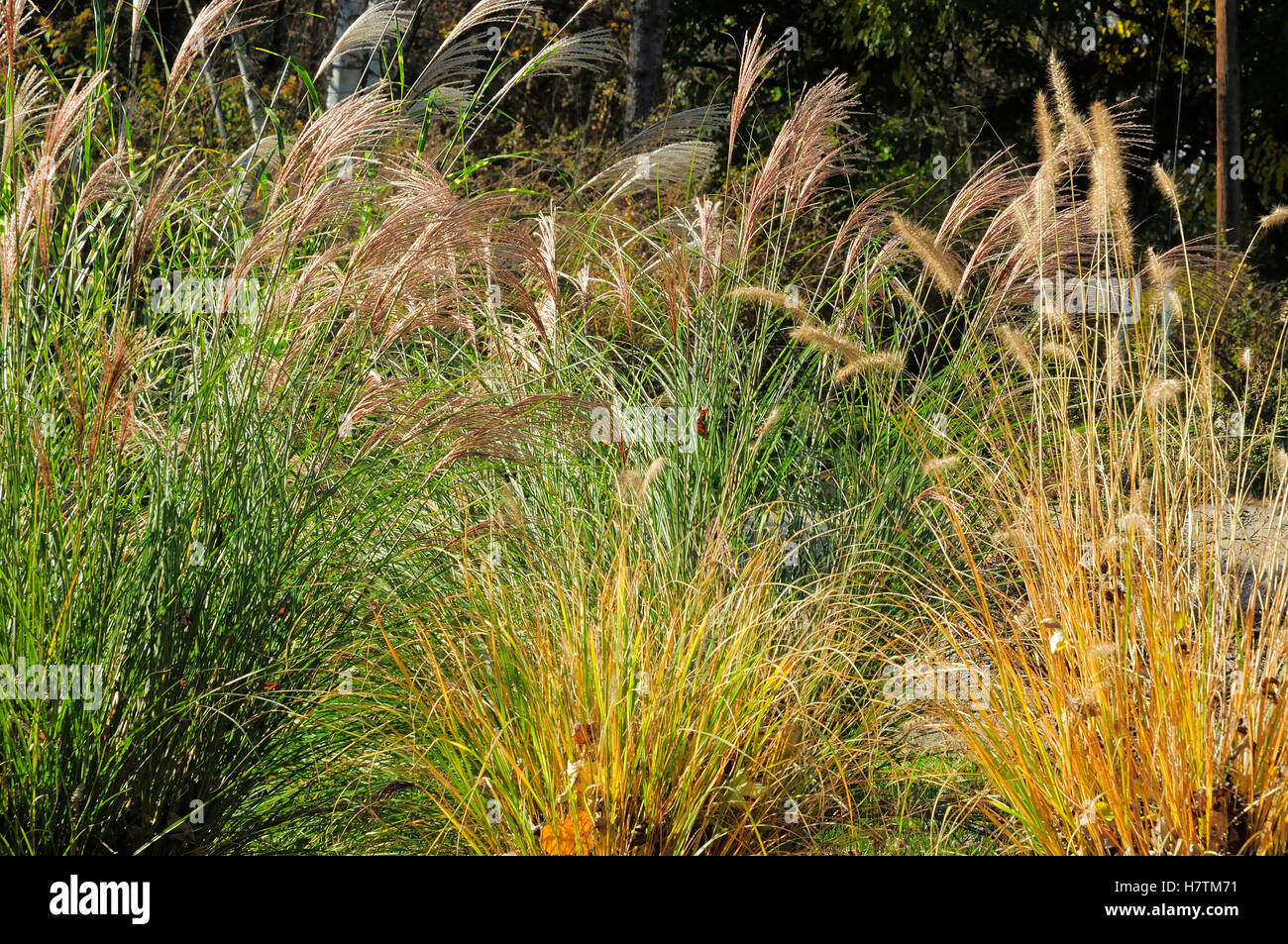 Wispy grasses hi-res stock photography and images - Alamy