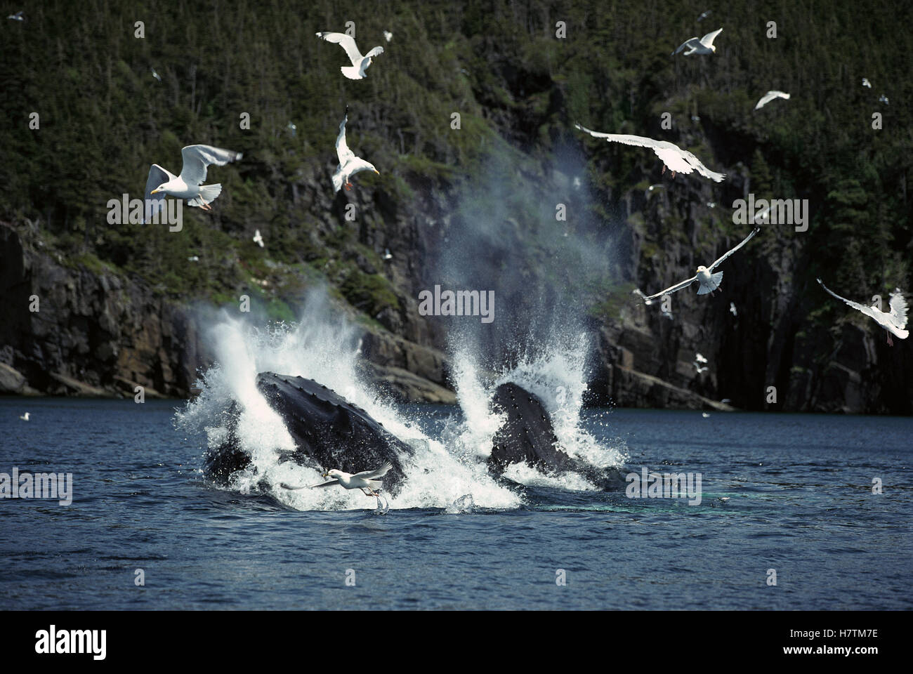 Humpback Whale (Megaptera novaeangliae) pair gulp feeding at surface ...