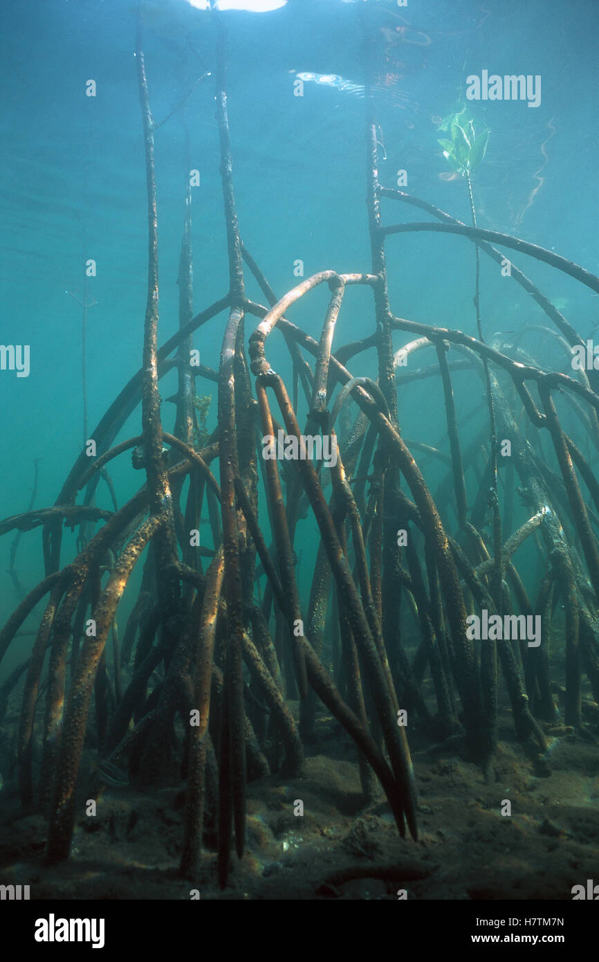 Mangrove roots underwater, Sulu Sea, Borneo, Malaysia Stock Photo - Alamy