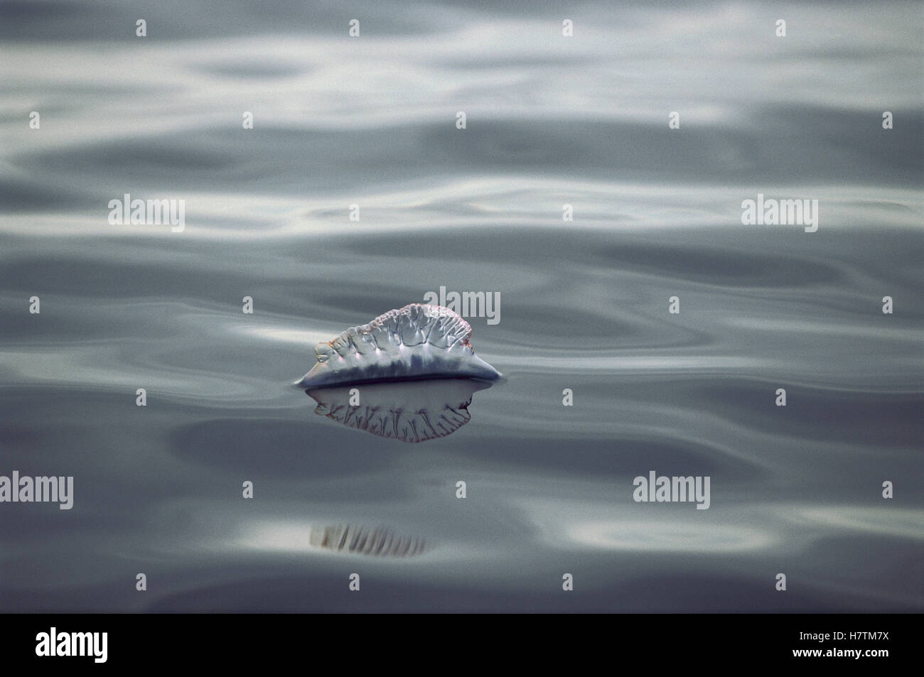 Portuguese Man of War (Physalia physalis) floating on ocean surface ...