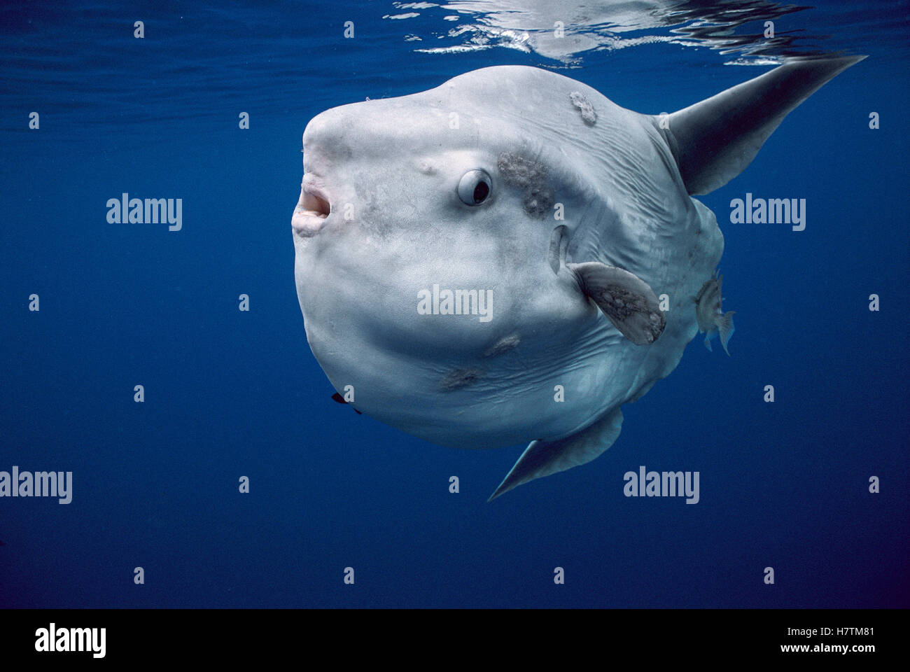 Ocean Sunfish (Mola mola) swimming near surface, Portugal Stock Photo ...