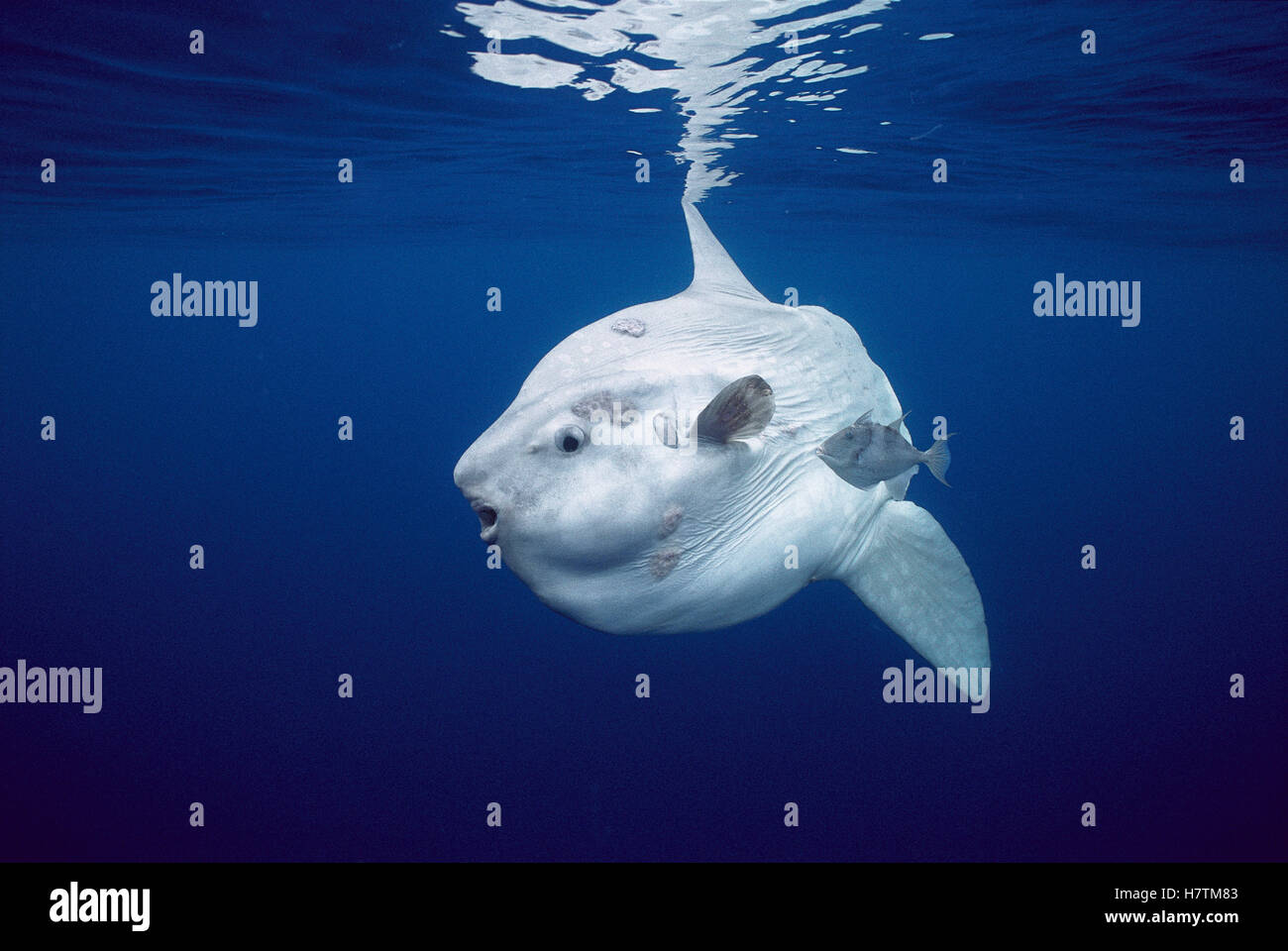 Threadsail Filefish (Stephanolepis cirrhifer) cleaning Ocean Sunfish ...