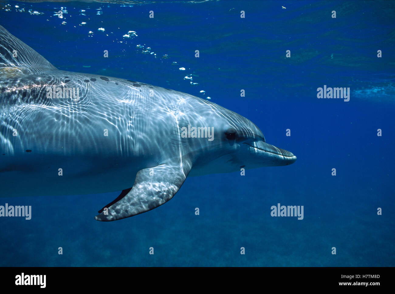Atlantic Spotted Dolphin (Stenella frontalis) trailing bubbles, Little ...