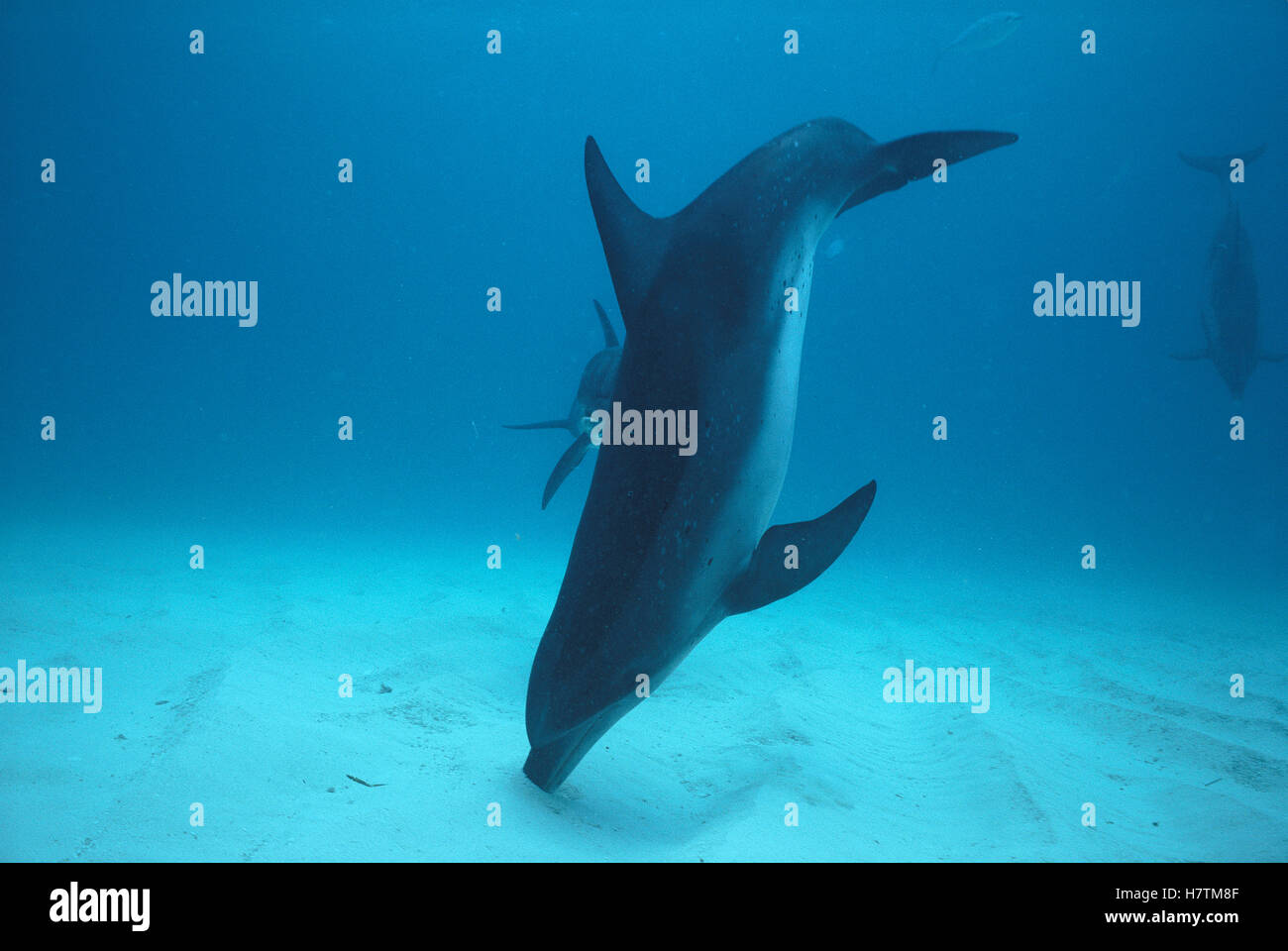 Atlantic Spotted Dolphin (Stenella frontalis) foraging for fish hidden ...