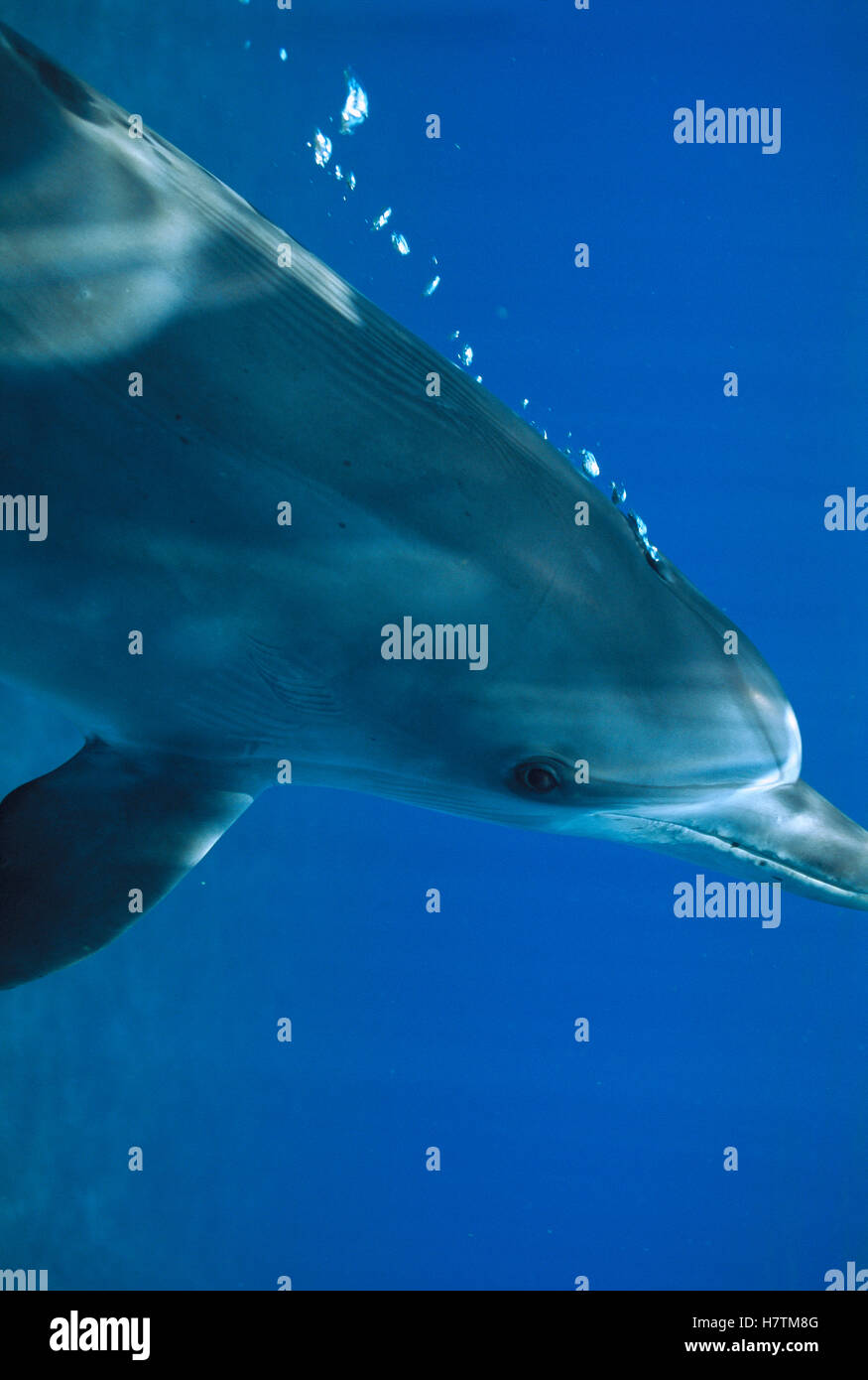 Atlantic Spotted Dolphin (Stenella frontalis) trailing bubbles, Little ...