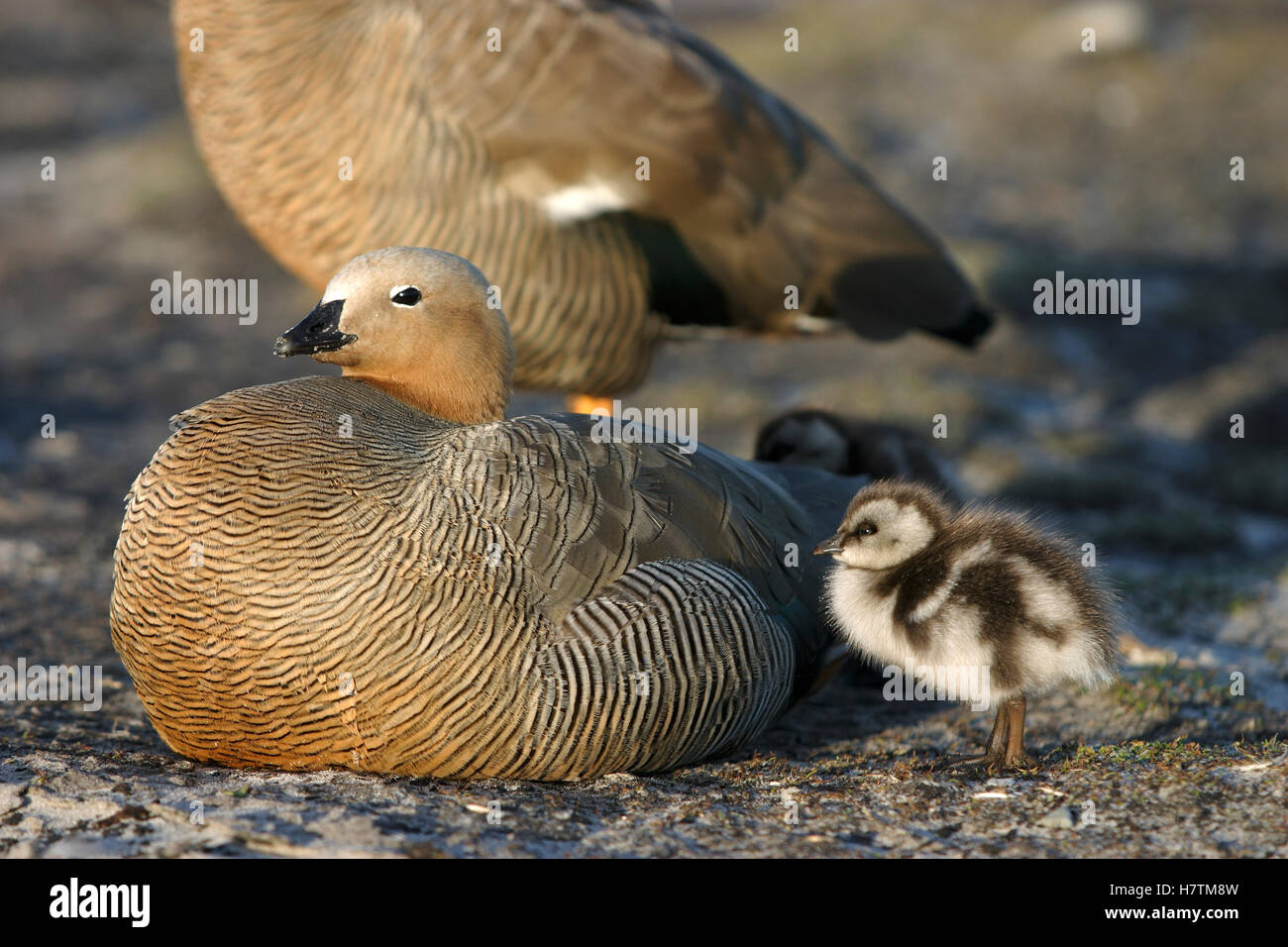 Ruddy-headed Goose (Chloephaga rubidiceps) parent with chick, Falkland ...