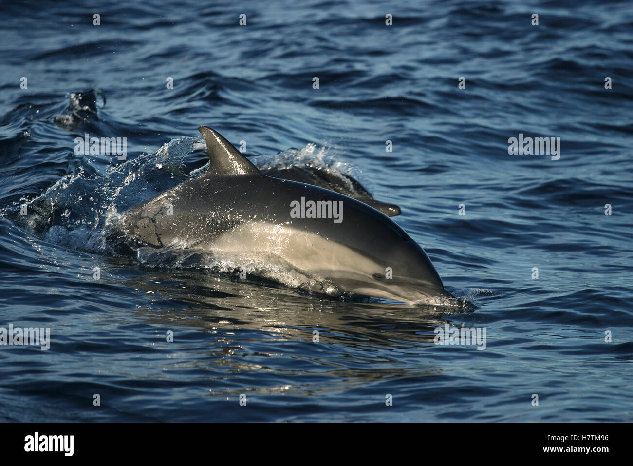 Short-beaked Common Dolphin (Delphinus delphis delphis) surfacing, Sea ...
