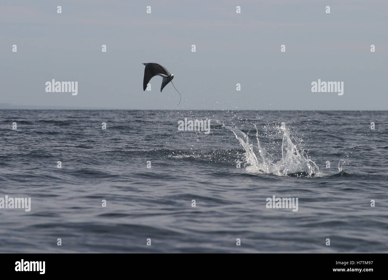 Mobula Ray (Mobula diabolus) leaping out of the water, Sea of Cortez ...