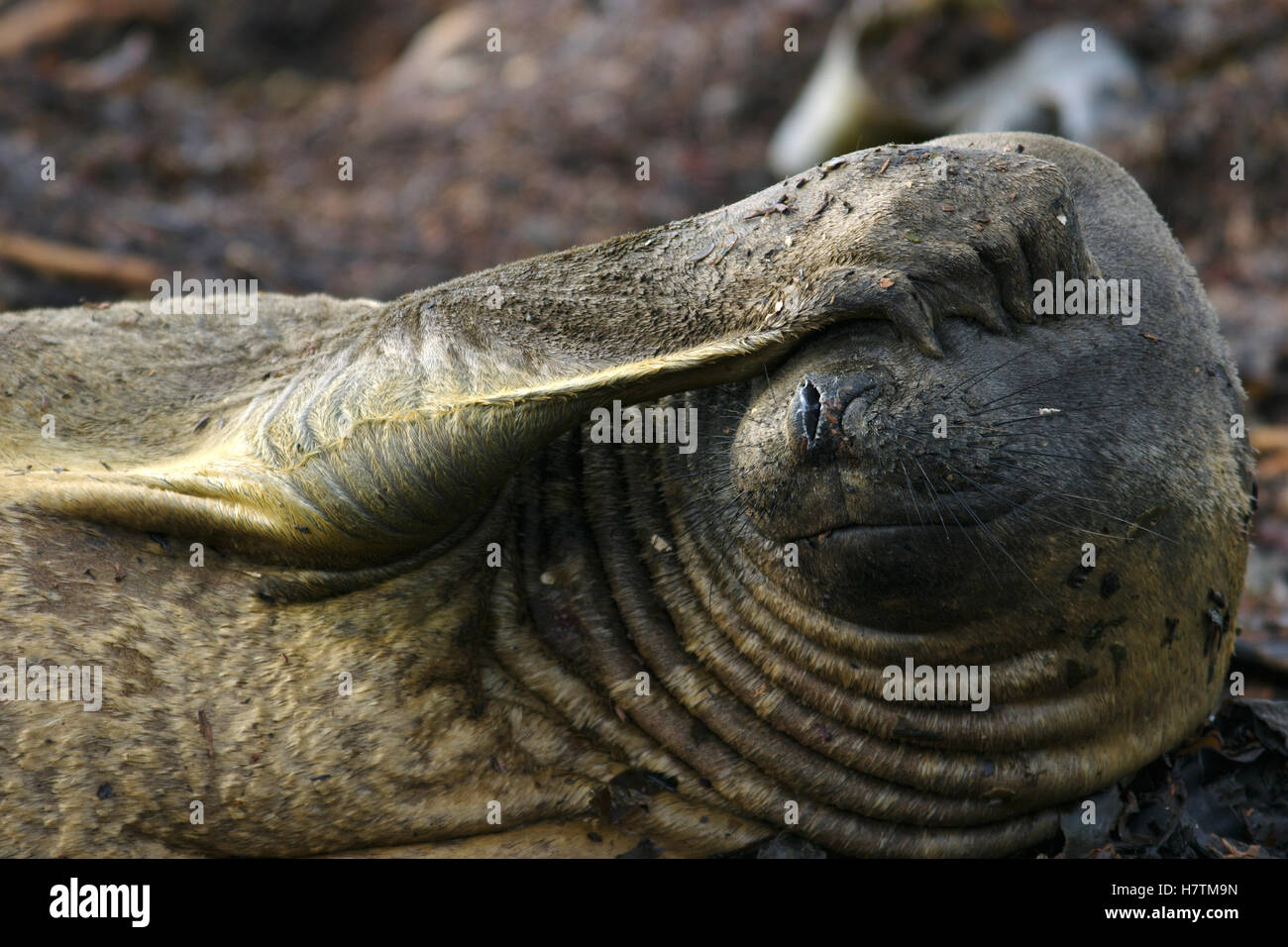Southern Elephant Seal (Mirounga leonina) female with flipper over face ...