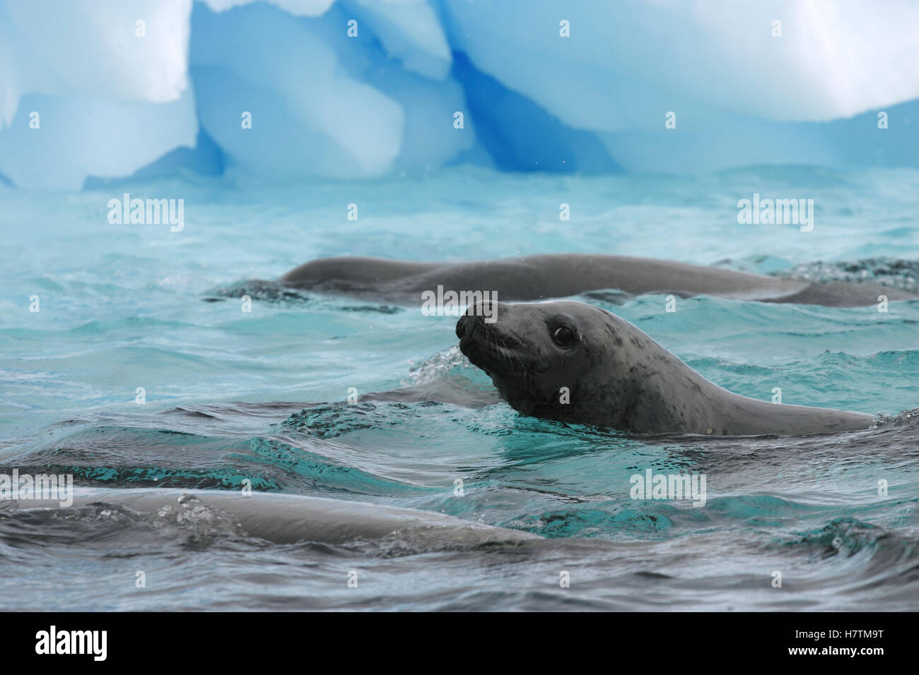 Crabeater Seal (Lobodon carcinophagus) group swimming near iceberg ...