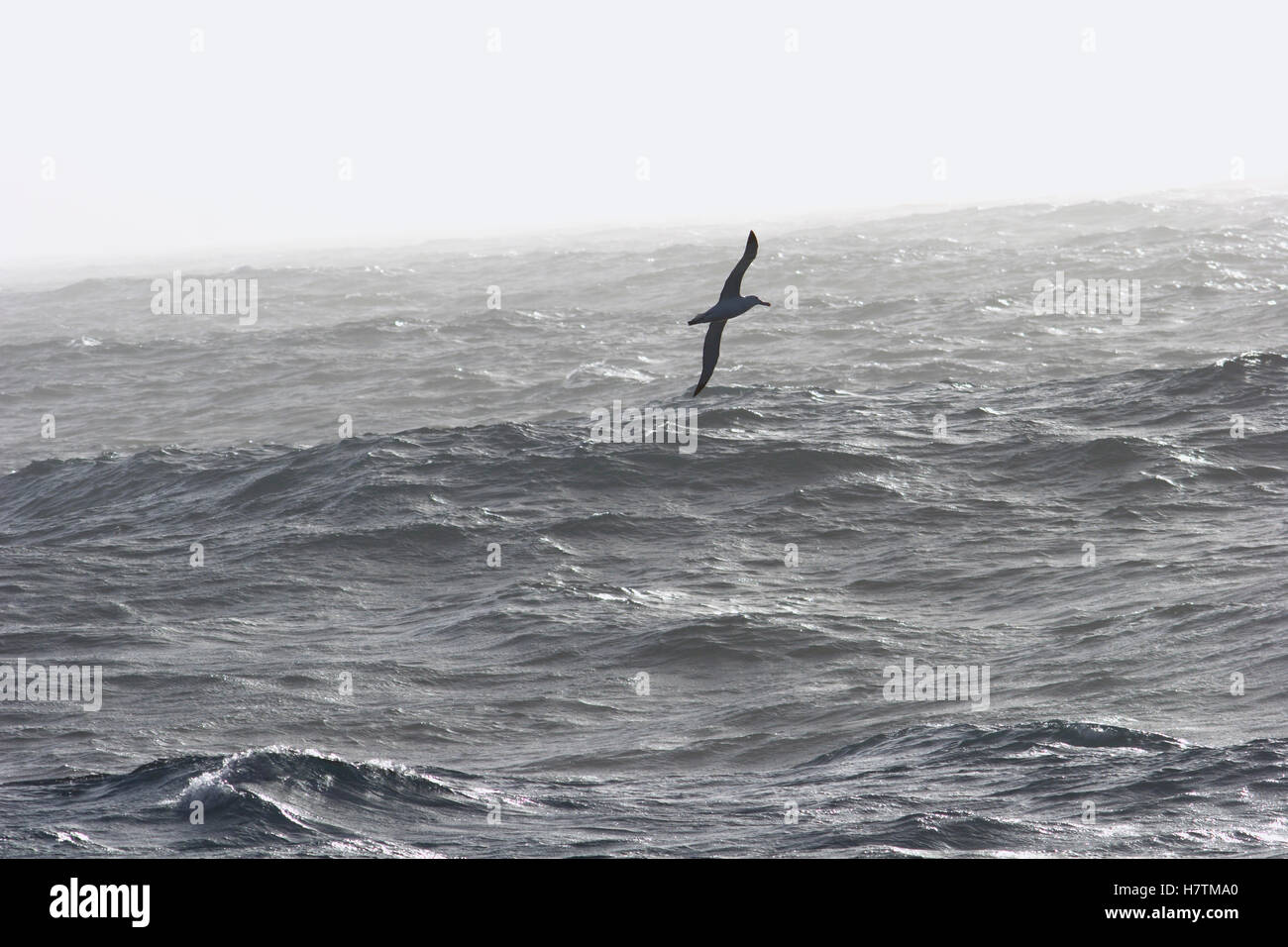 Wandering Albatross (Diomedea exulans) gliding over rough seas in Drake ...