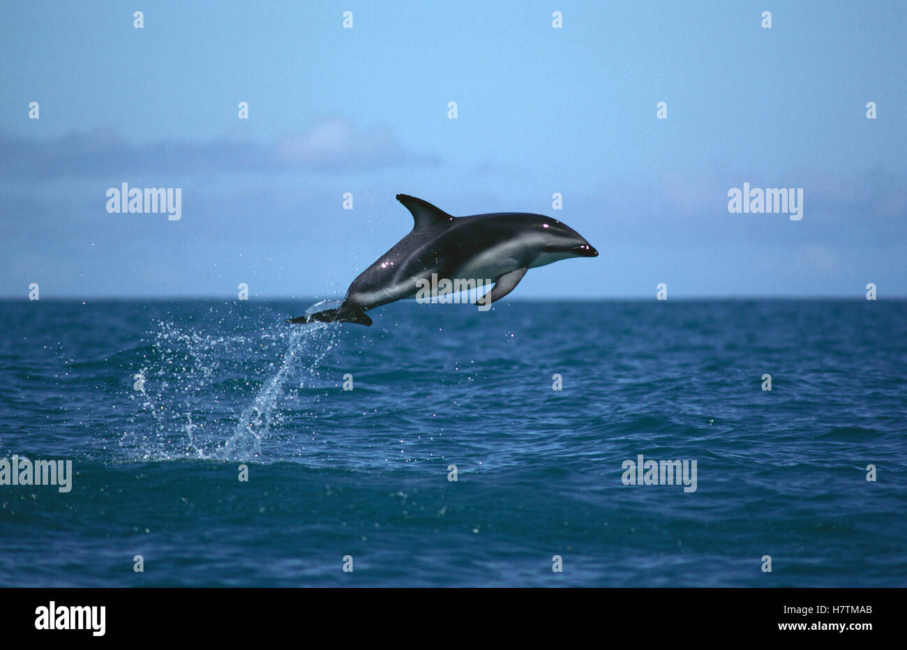 Dusky Dolphin (Lagenorhynchus obscurus) leaping out of water, New Zealand Stock Photo - Alamy