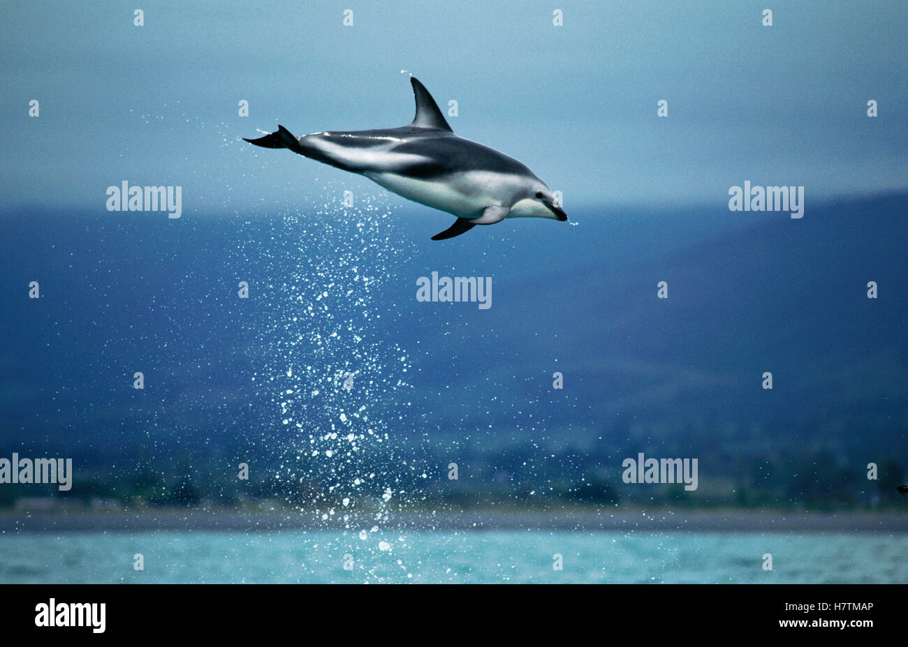 Dusky Dolphin (Lagenorhynchus obscurus) leaping out of water, New Zealand Stock Photo - Alamy
