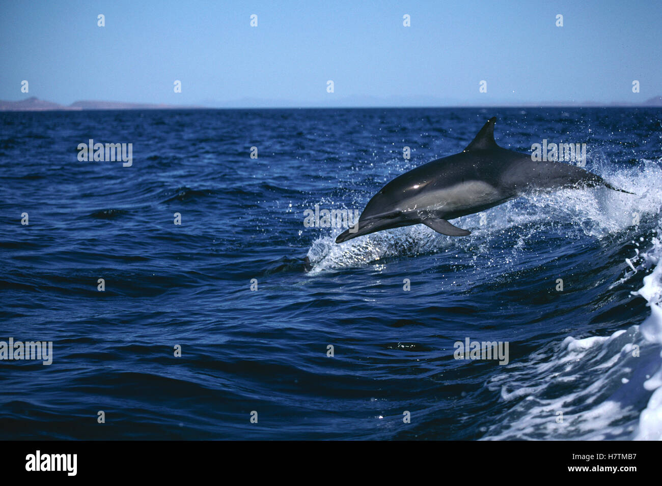 Short-beaked Common Dolphin (Delphinus delphis delphis) leaping out of ...