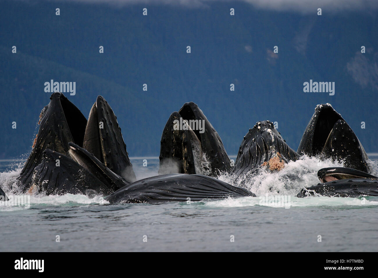Humpback Whale (Megaptera novaeangliae) pod bubble net feeding ...