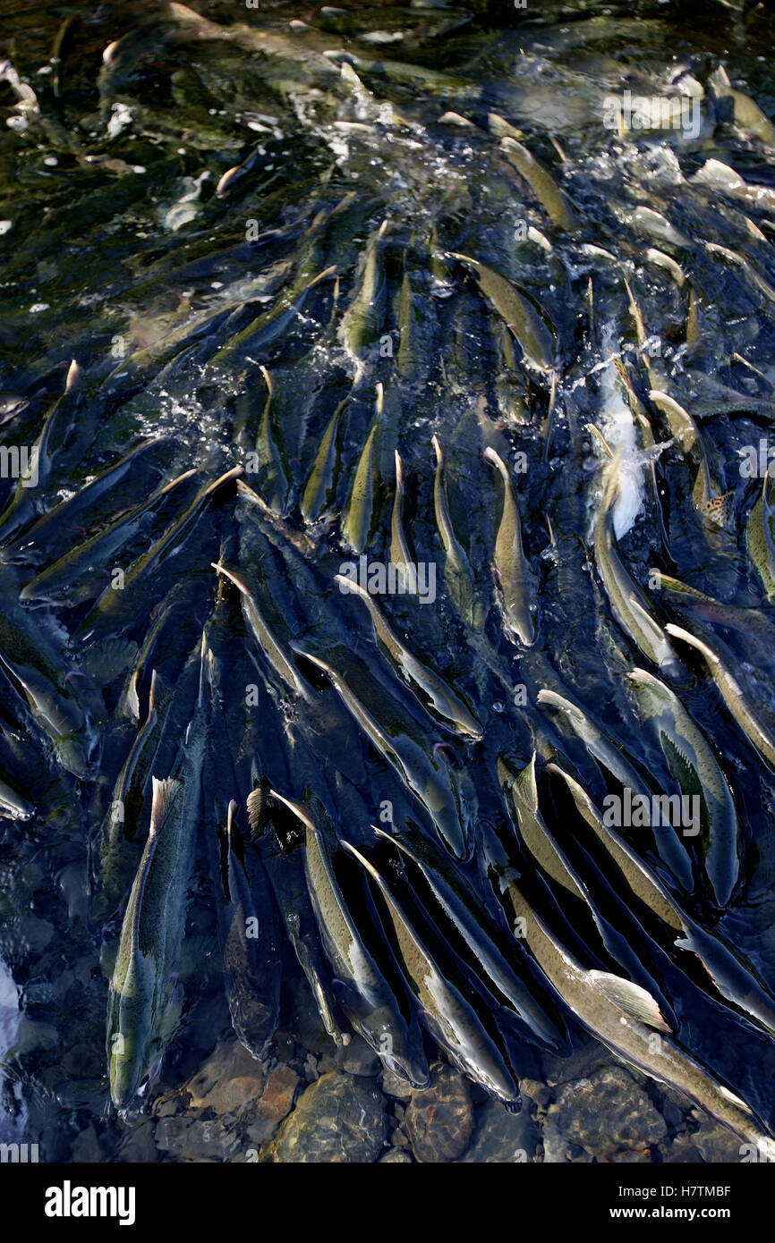 Pink Salmon (Oncorhynchus gorbuscha) spawning upstream, Prince William ...