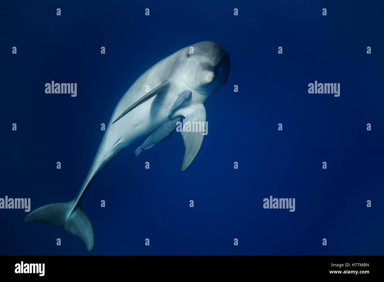 Bottlenose Dolphin (Tursiops truncatus) with Remora (Remora remora ...