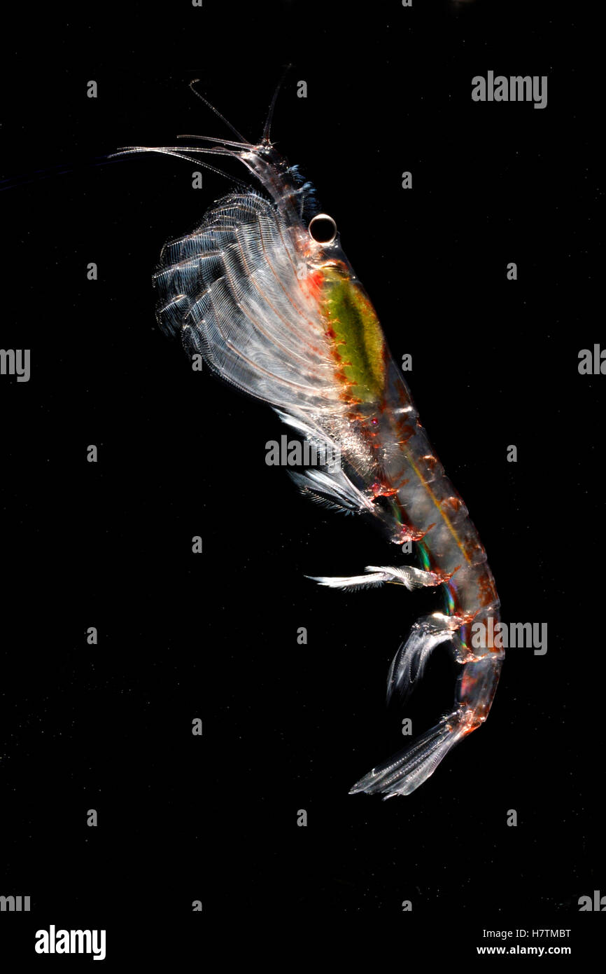 Antarctic Krill (Euphausia superba), Antarctica Stock Photo - Alamy