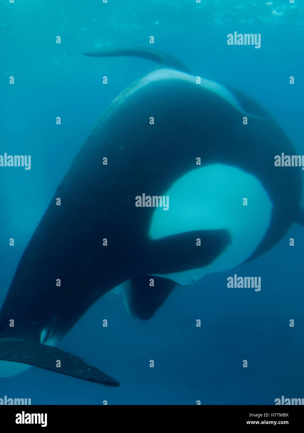 Orca (Orcinus orca) giving birth, Sea World, Kamogawa, Japan Stock ...