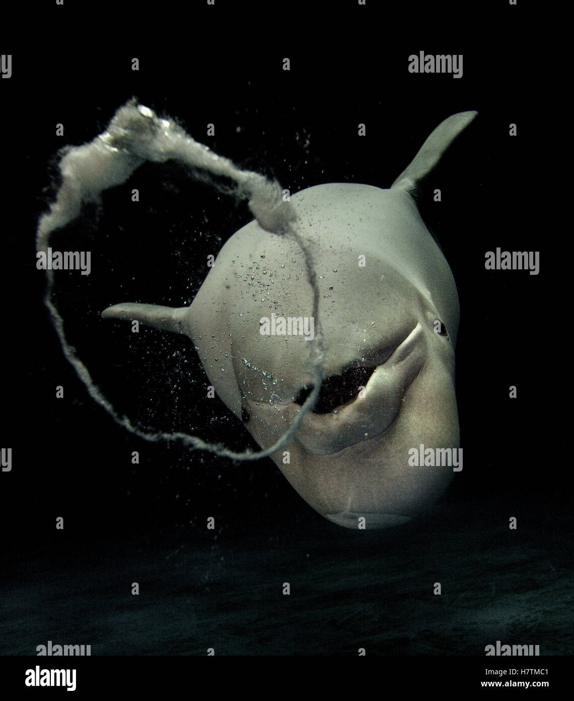 Beluga (Delphinapterus leucas) whale blowing toroidal bubble ring ...