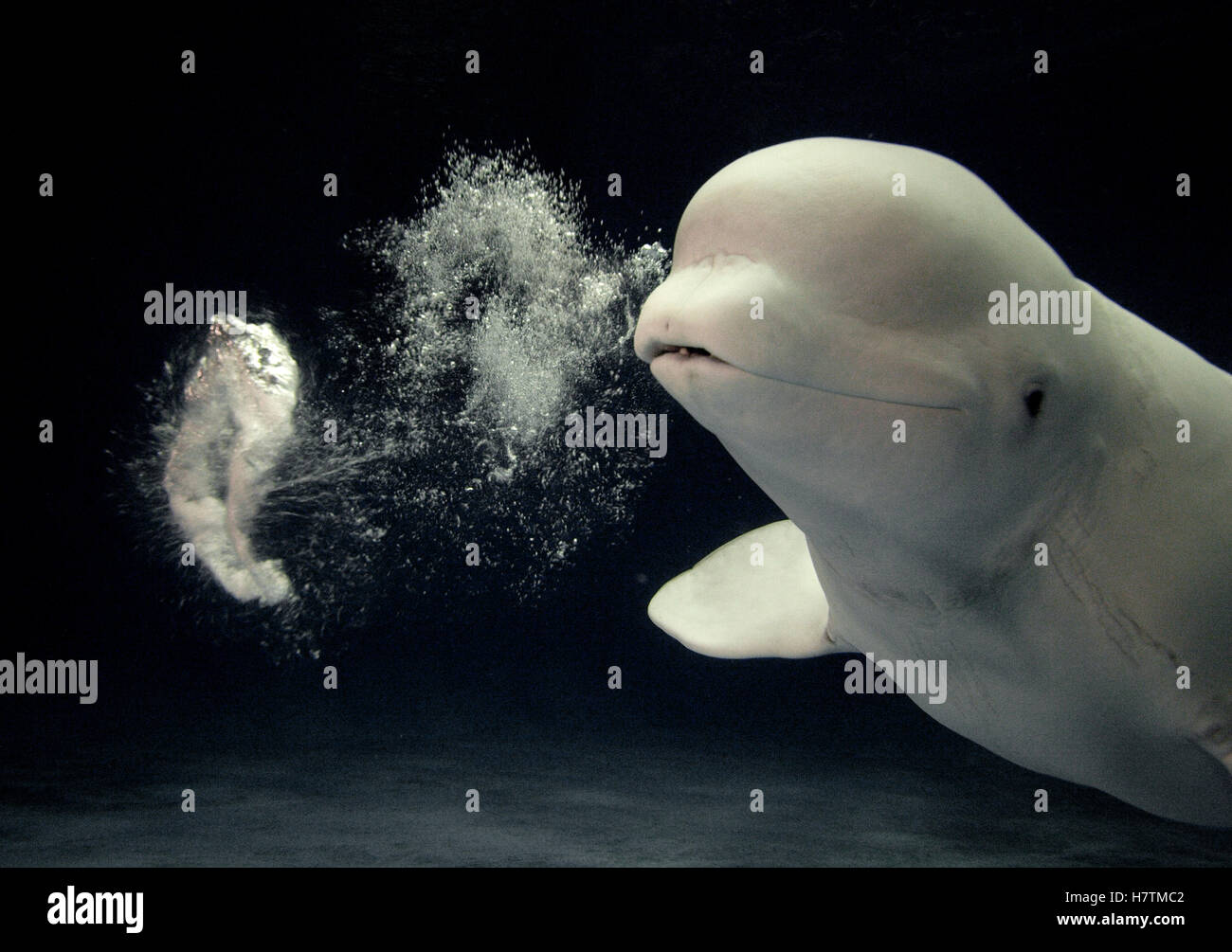 Beluga (Delphinapterus leucas) whale blowing toroidal bubble ring ...
