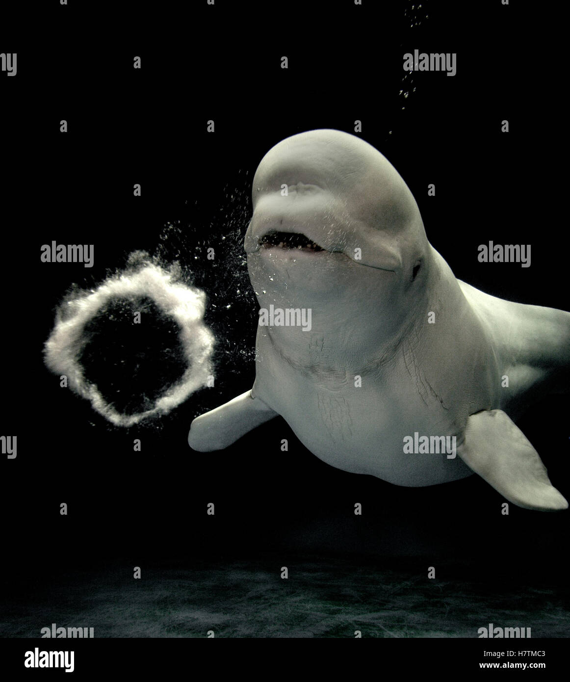 Beluga (Delphinapterus leucas) whale blowing toroidal bubble ring ...