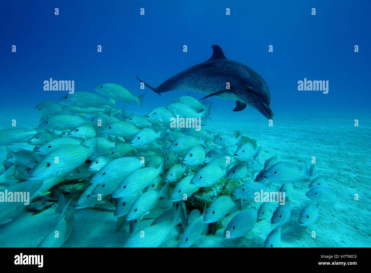 Atlantic Spotted Dolphin (Stenella frontalis) chasing school of ...