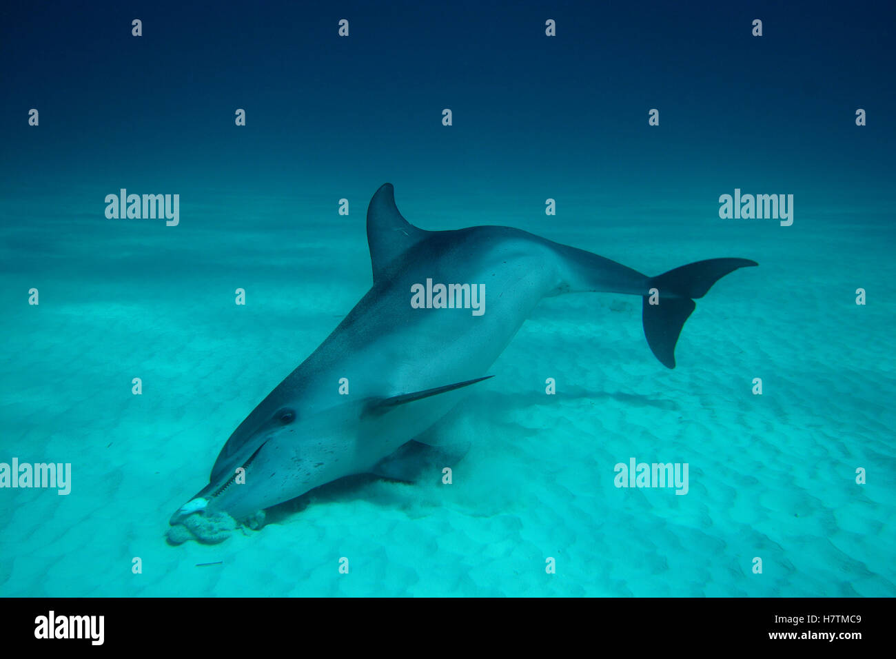 Atlantic Spotted Dolphin (Stenella frontalis) foraging for fish hidden ...