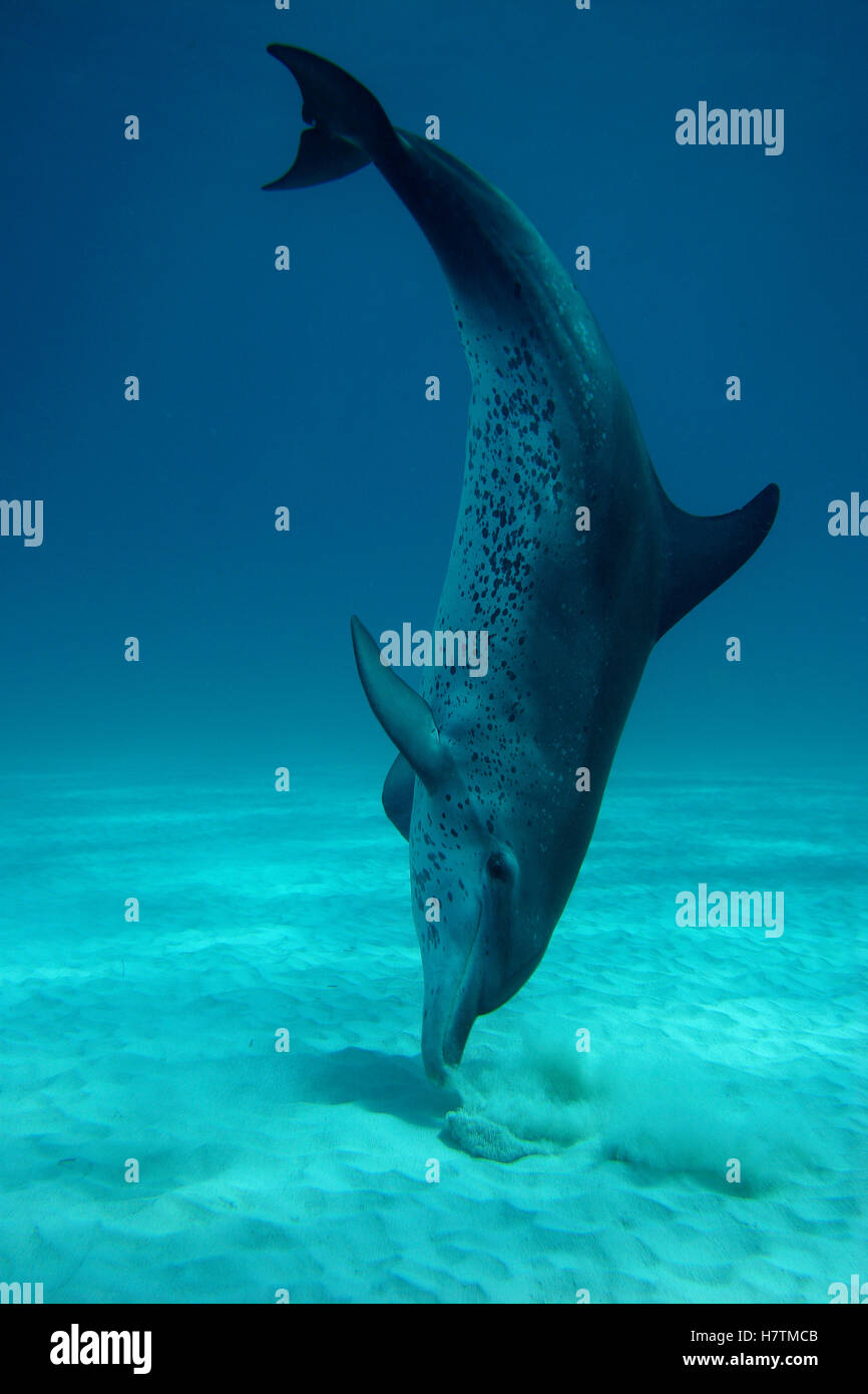 Atlantic Spotted Dolphin (Stenella frontalis) foraging for fish hidden ...