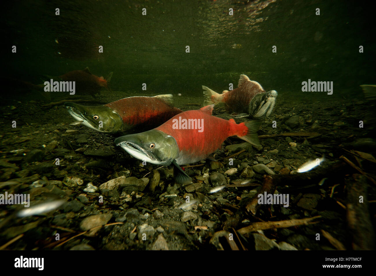 Sockeye Salmon (Oncorhynchus nerka) showing breeding color during spawning season, Prince ...