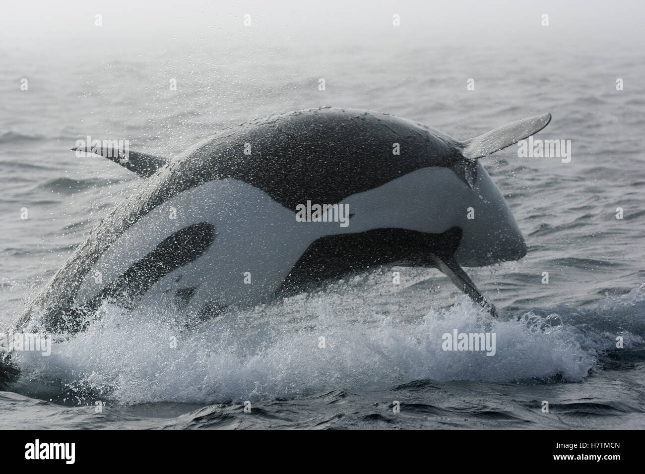 Orca (Orcinus orca) breaching, Prince William Sound, Alaska Stock Photo ...