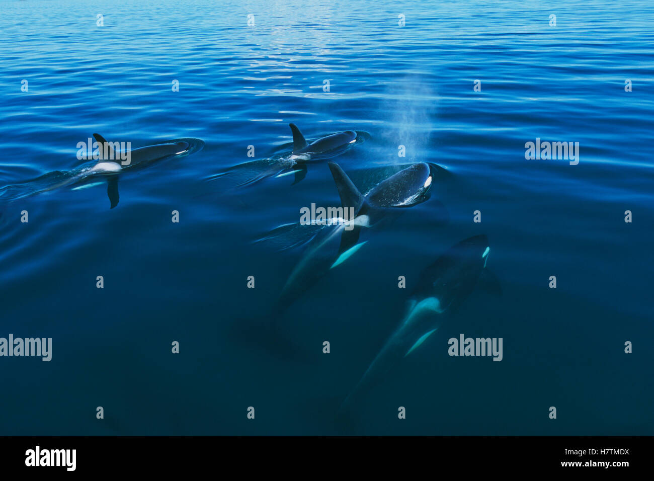 Orca (Orcinus orca) pod swimming in calm water, Prince William Sound ...