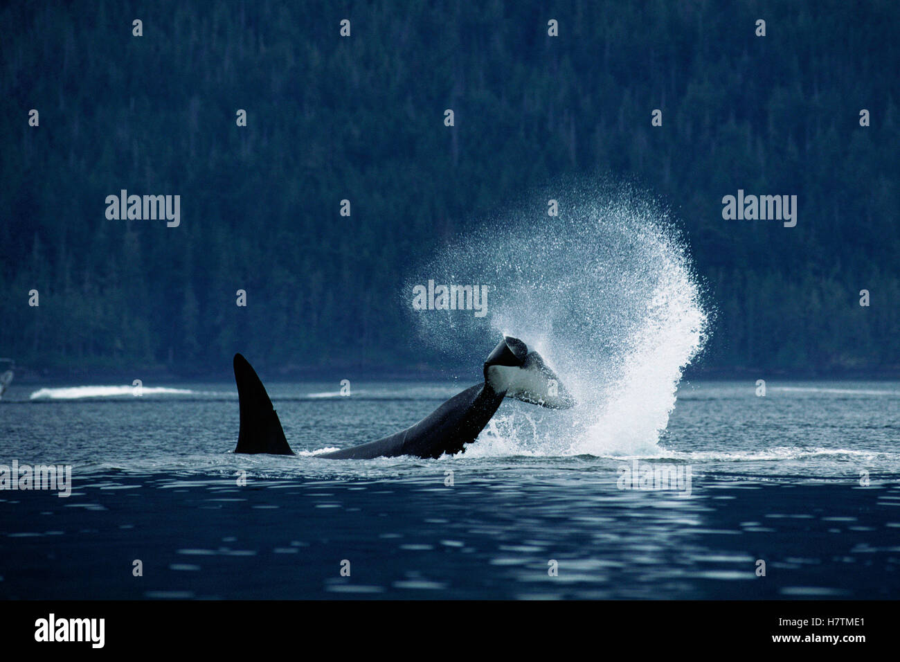 Orca (Orcinus orca) northern resident male tail slapping, Johnstone ...