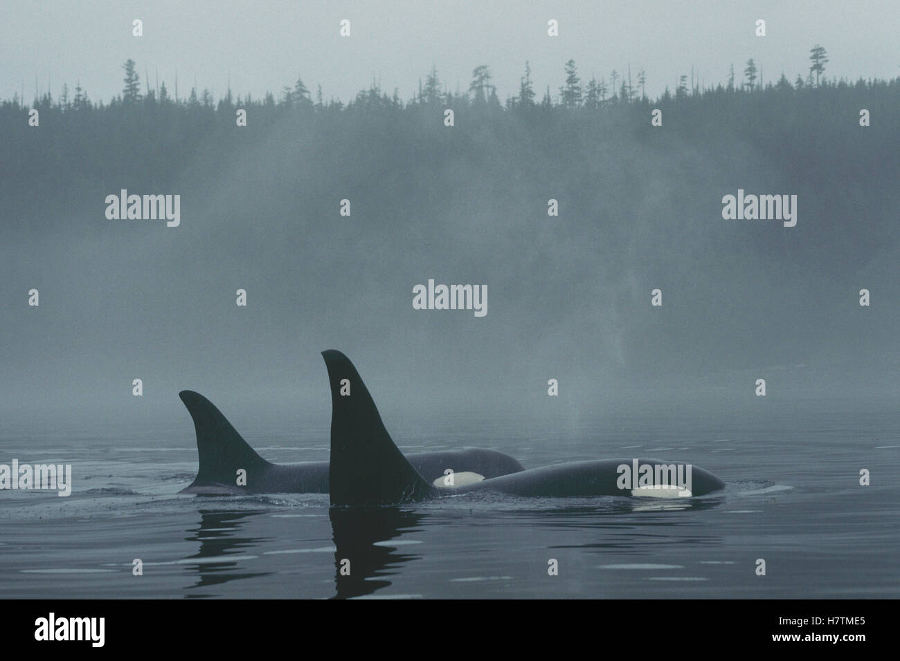 Orca (Orcinus orca) northern resident male and female surfacing in fog ...
