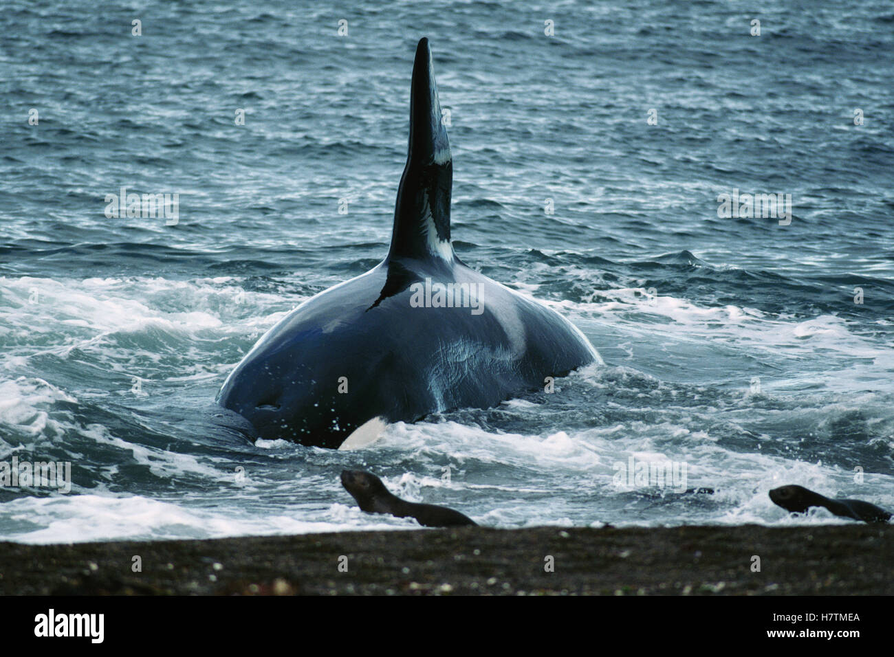 Orca (Orcinus orca) hunting South American Sea Lion (Otaria flavescens ...