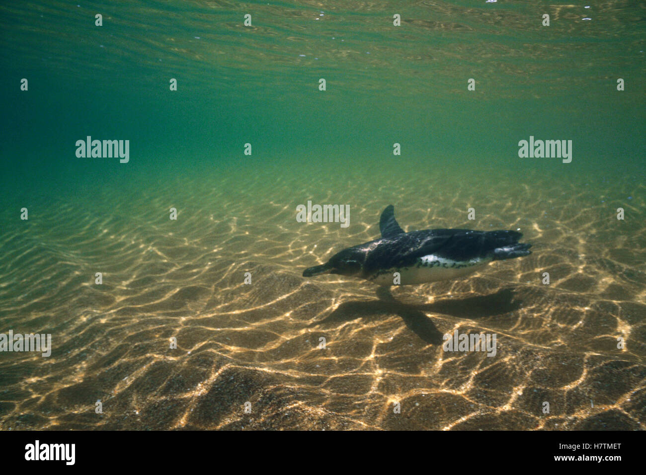 Galapagos Penguin (Spheniscus mendiculus) swimming underwater ...