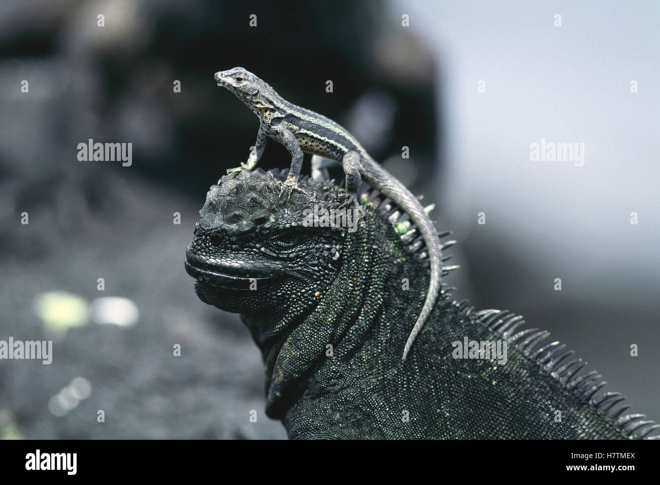 Lava Lizard (Tropidurus albemarlensis) atop a Marine Iguana ...