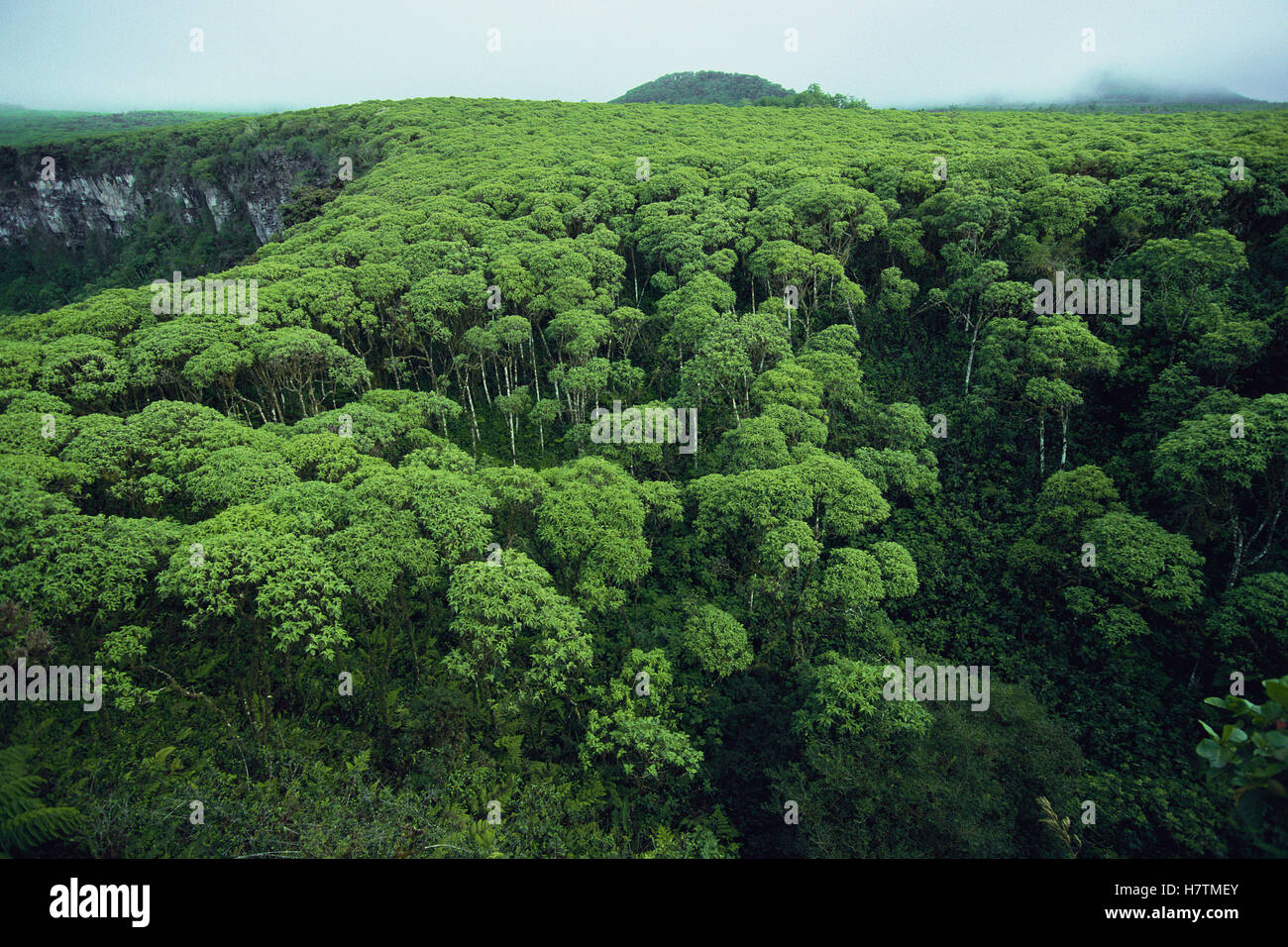 Scalesia (Scalesia pedunculata) forest with lush canopy during cold wet ...