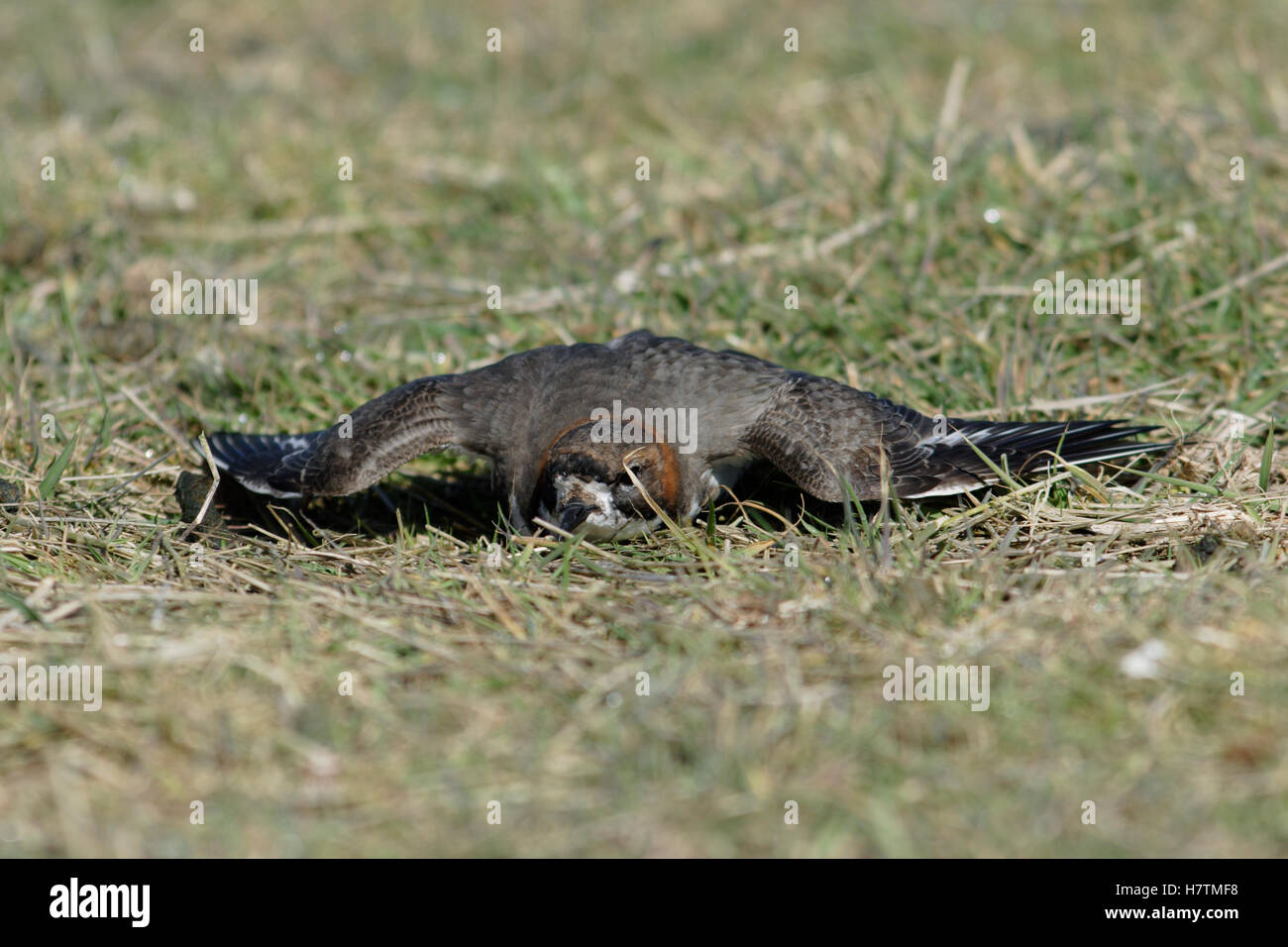 Two-banded Plover (Charadrius falklandicus) in broken wing display ...