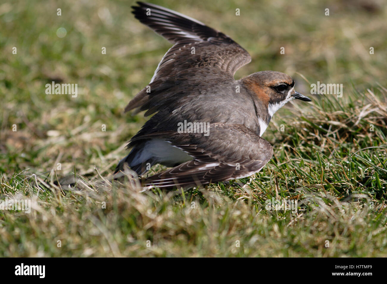 Two-banded Plover (Charadrius falklandicus) in broken wing display ...