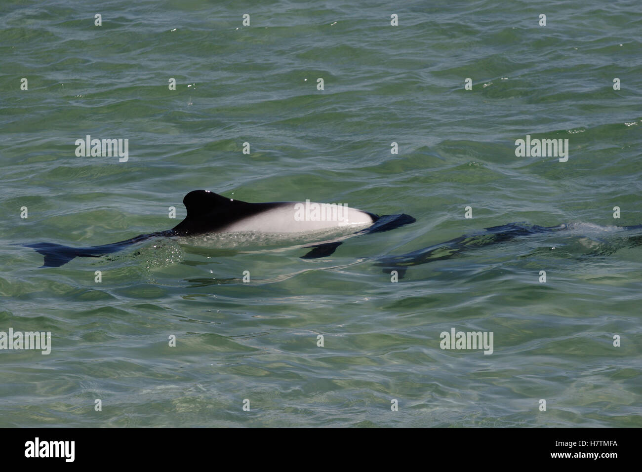 Commerson's Dolphin (Cephalorhynchus commersonii) surfacing, Falkland ...