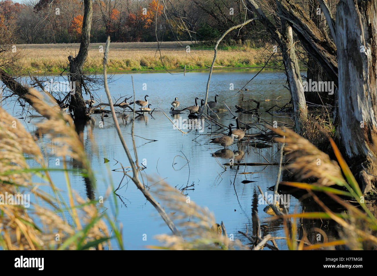 Lowland wetlands in Northern Illinois Stock Photo - Alamy