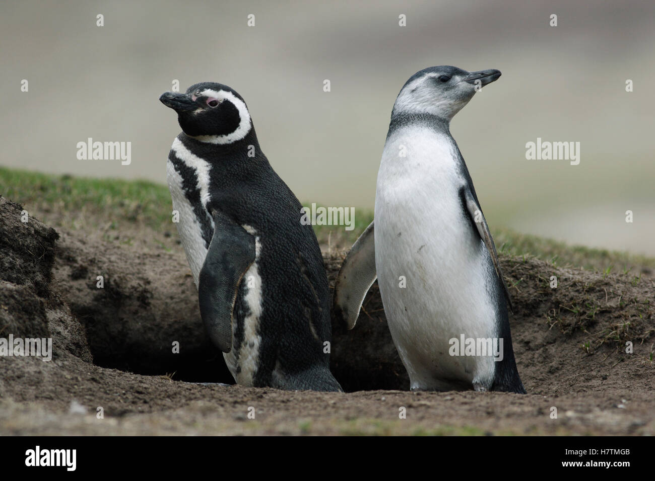 Magellanic Penguin (Spheniscus magellanicus) parent and chick at burrow ...