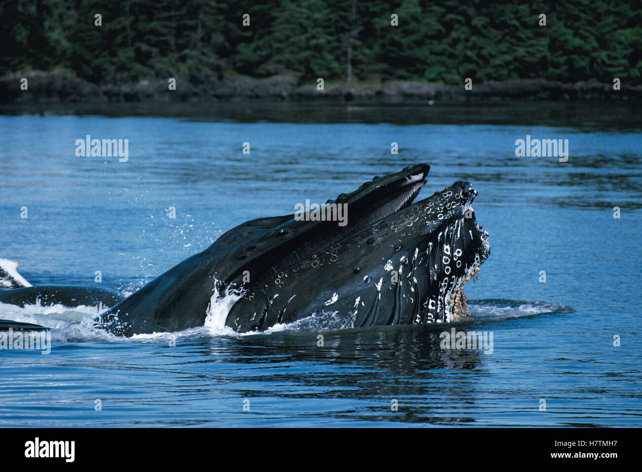Humpback Whale (Megaptera novaeangliae) gulp feeding showing baleen ...