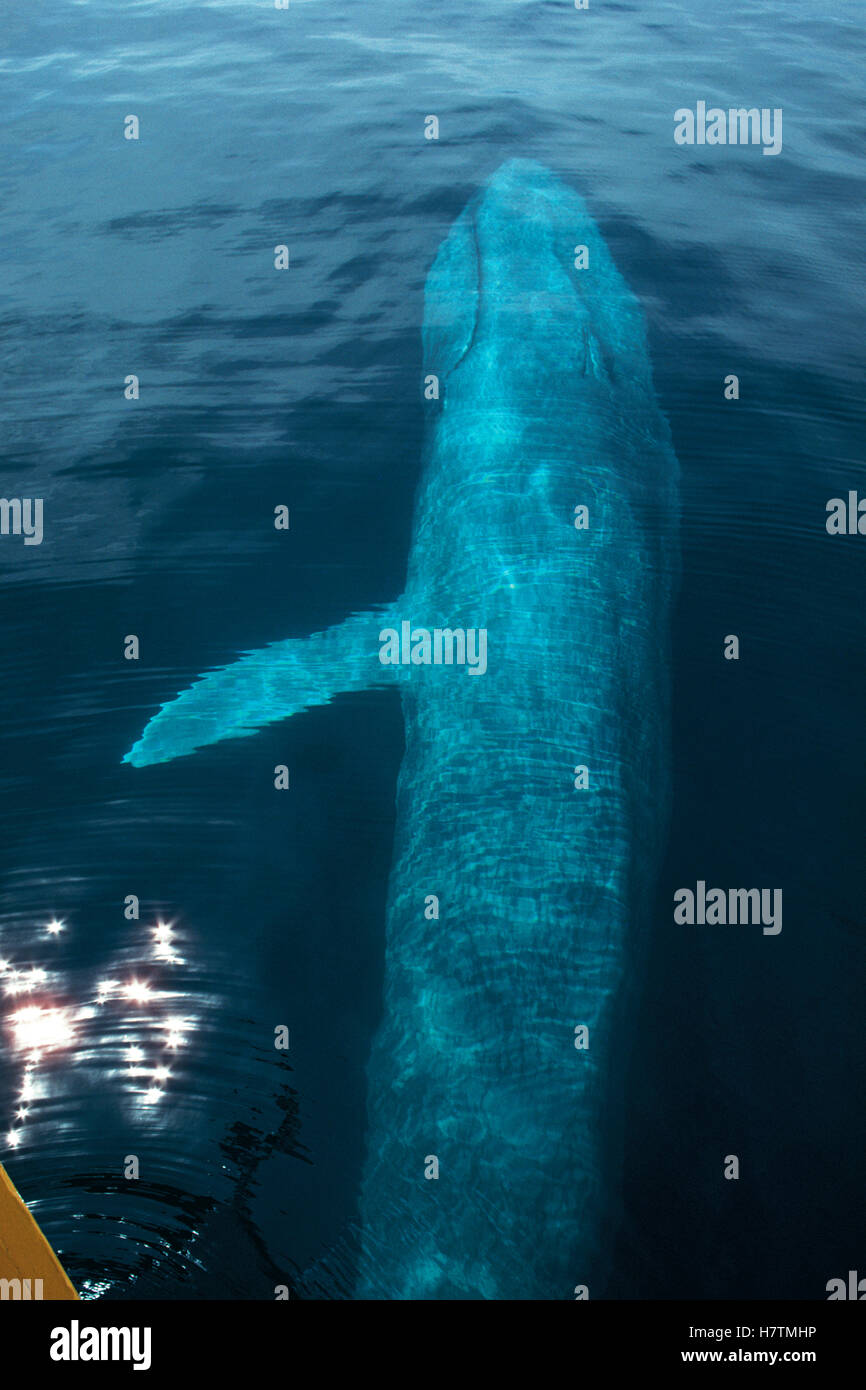Blue Whale (Balaenoptera musculus) showing pectoral fin, endangered ...