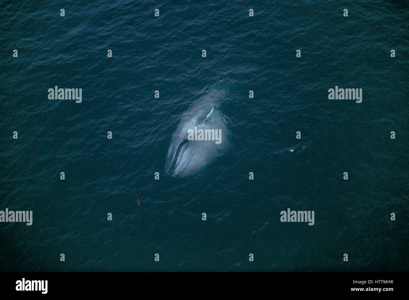 Blue Whale (Balaenoptera musculus) filter feeding with extended gular ...
