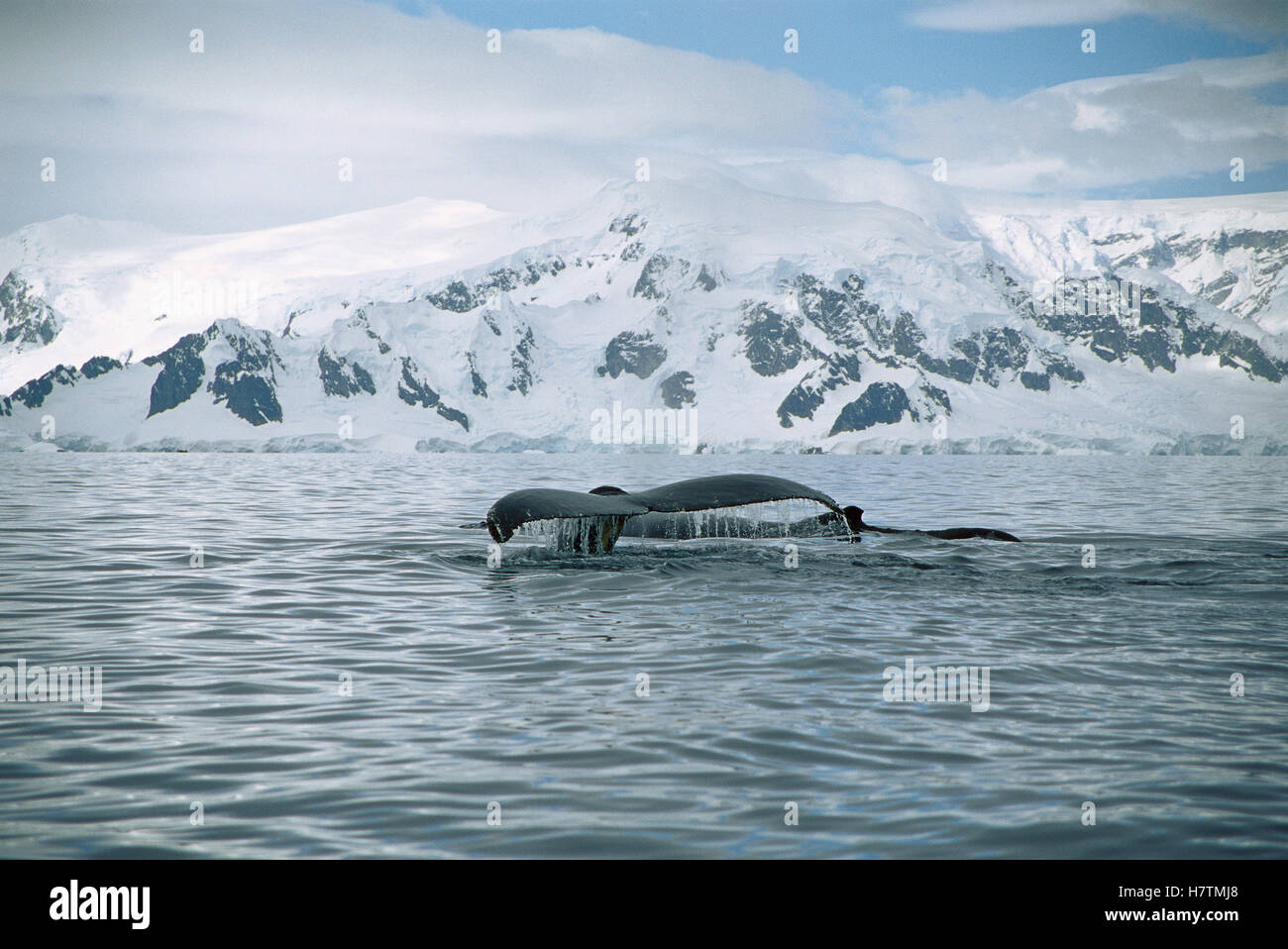 Humpback Whale (Megaptera novaeangliae) diving, Antarctic Peninsula ...